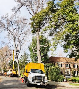 #1 Tree Service and Tree Removal in Sacramento - Best Prices